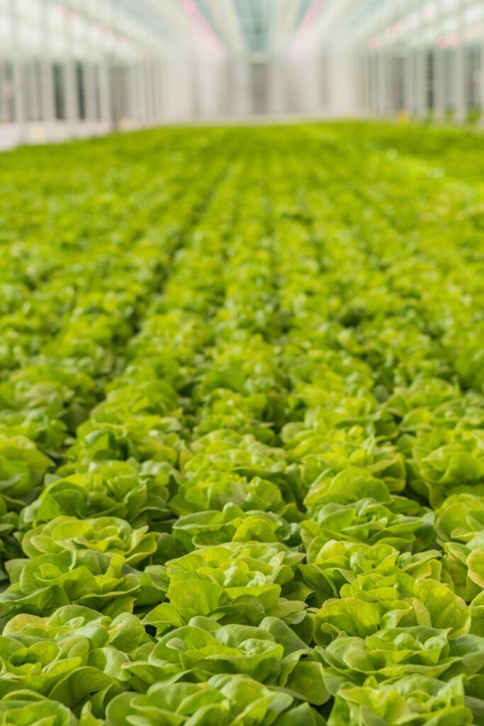 Growing to a Fresher Future - Revol Greens