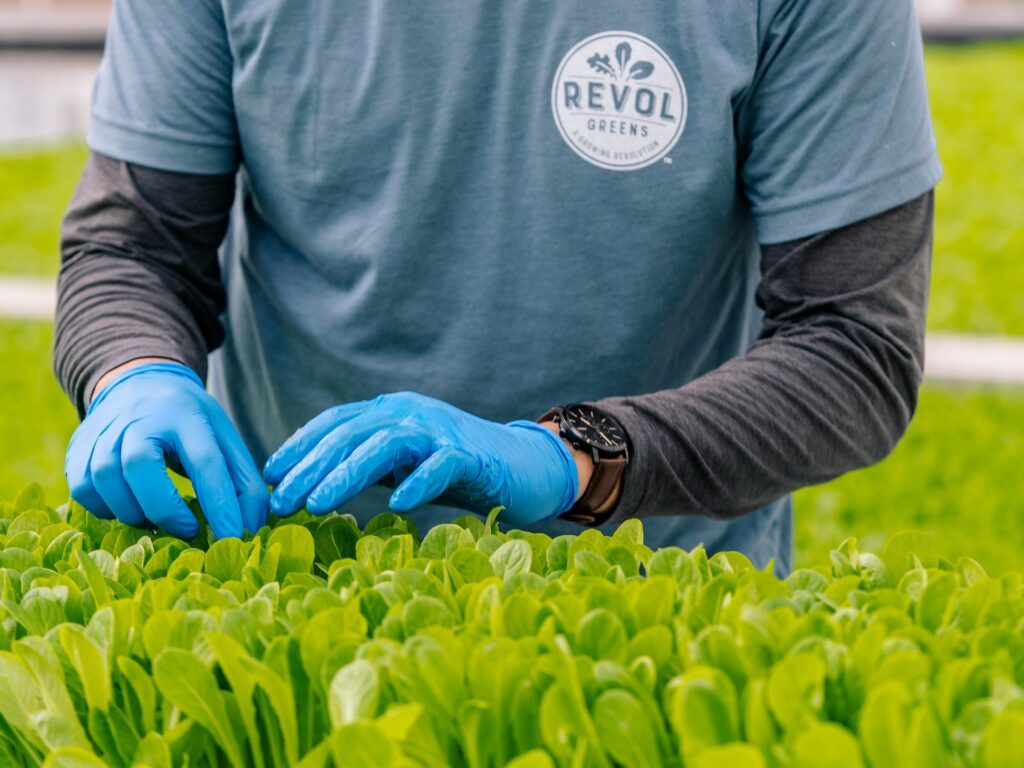 Temple, Texas - Revol Greens